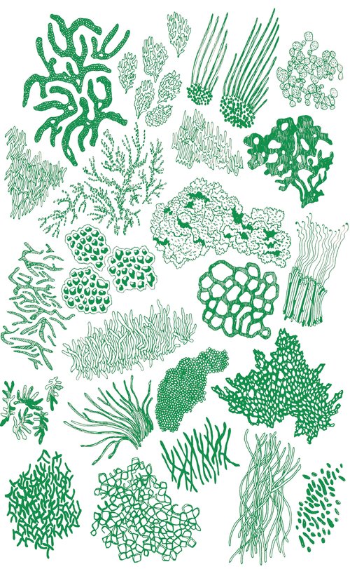 | Natural Patterns Illustrated by Caitlin FosterILLUSTRATION AGE